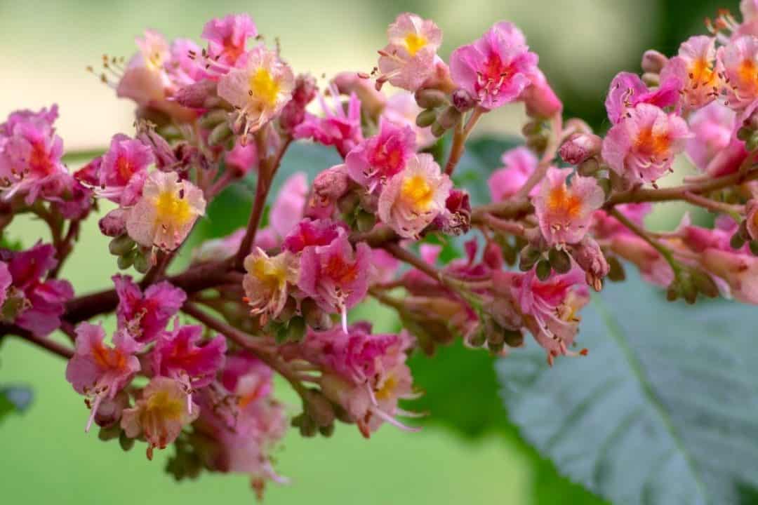 Tennessee Native Plants List: 12 Gorgeous Garden Flowers