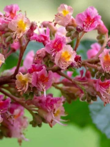 South Dakota Native Plants List: 15 Stunning Garden Flowers