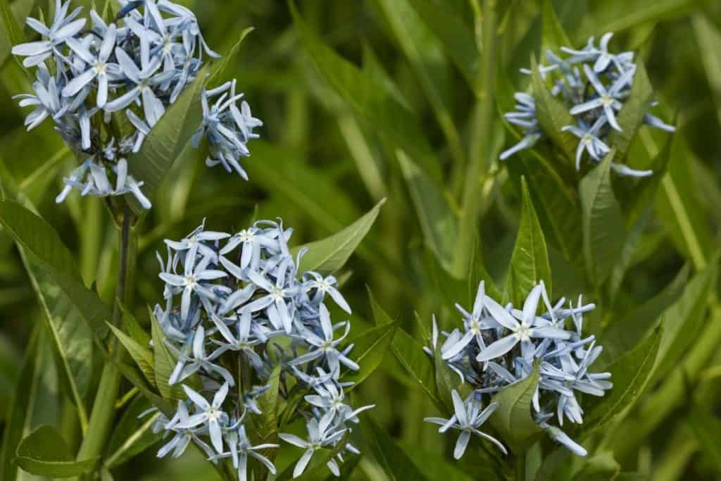 North Carolina Native Plants List: 19 Beautiful Bird-Friendly Plants ...