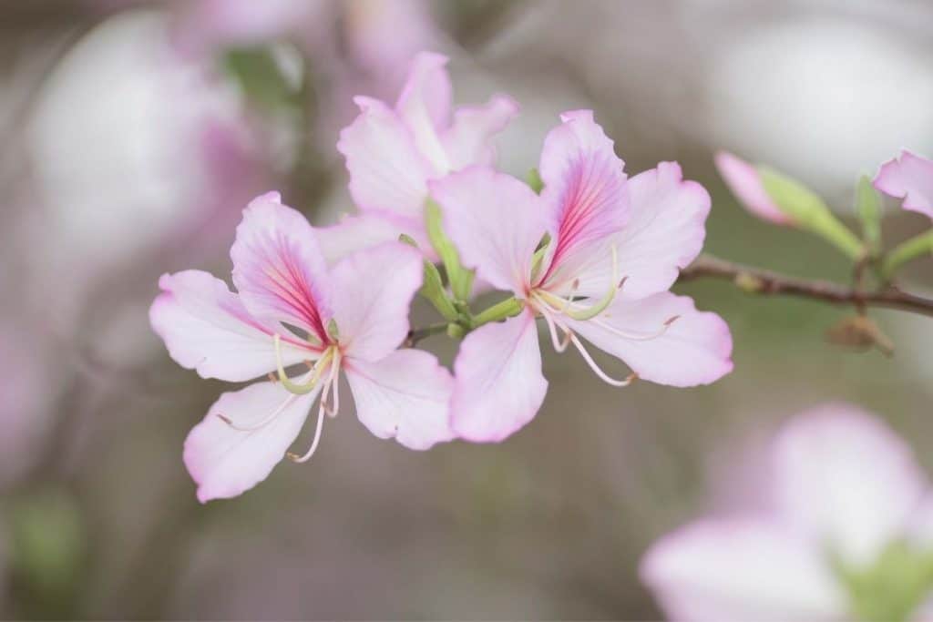 Texas Native Plants List: 19 Lovely Lonestar Wildflowers