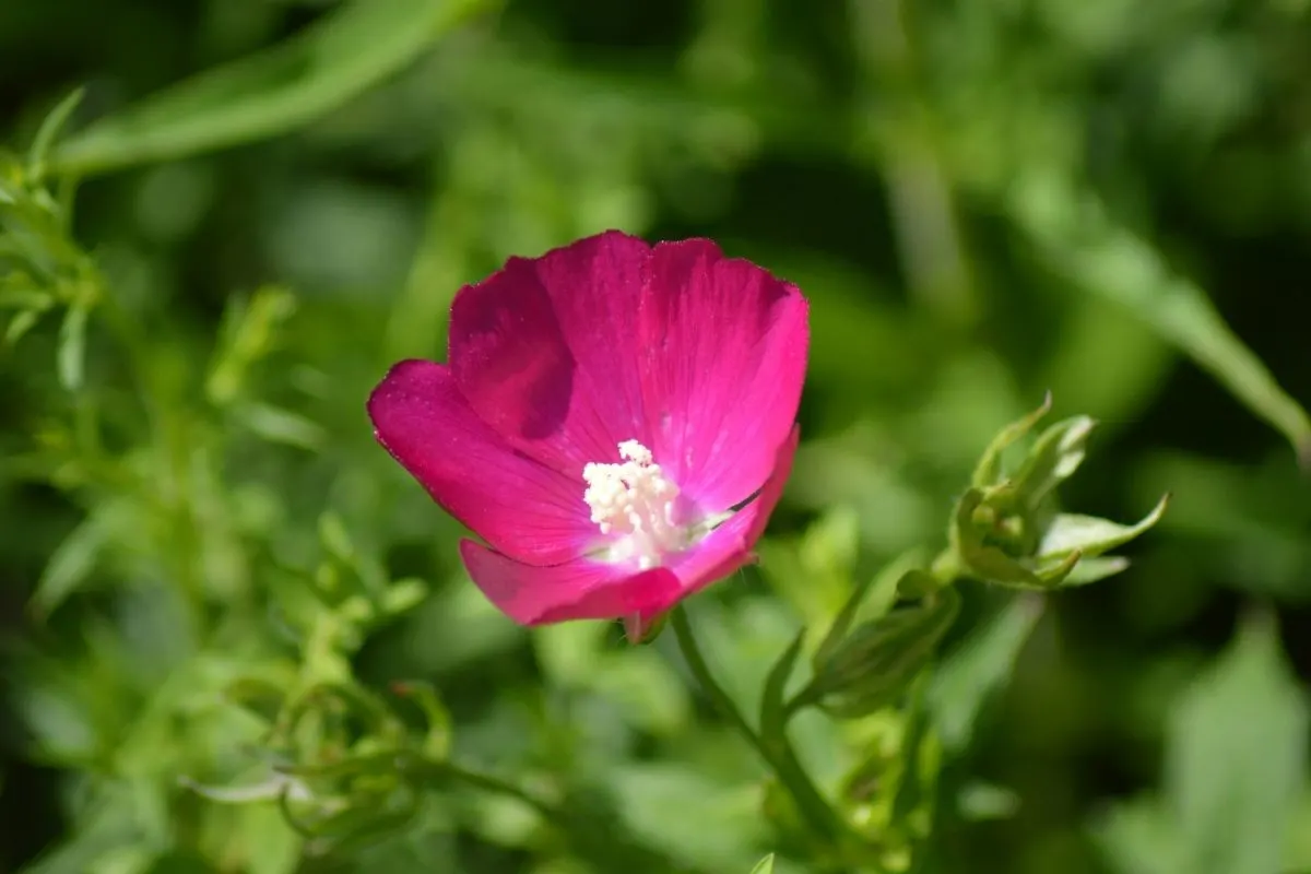 Texas Native Plants List: 19 Lovely Lonestar Wildflowers