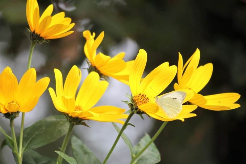 North Carolina Native Plants List: 19 Beautiful Bird-Friendly Plants ...
