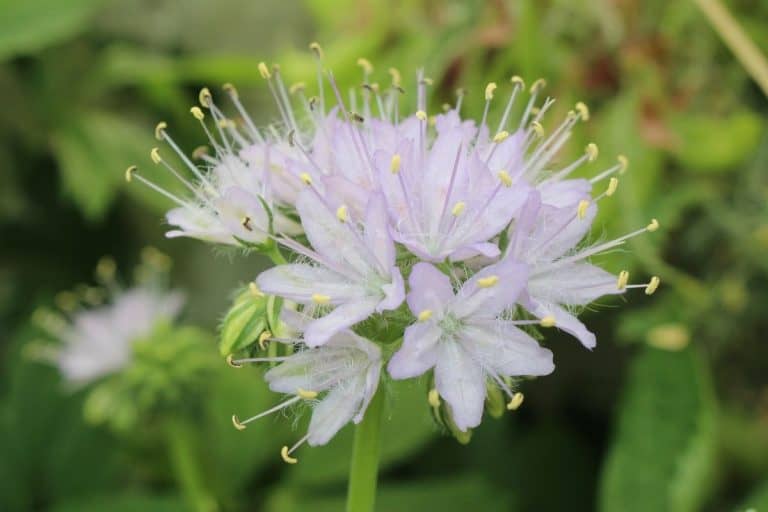 South Dakota Native Plants List: 15 Stunning Garden Flowers