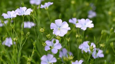 South Dakota Native Plants List: 15 Stunning Garden Flowers