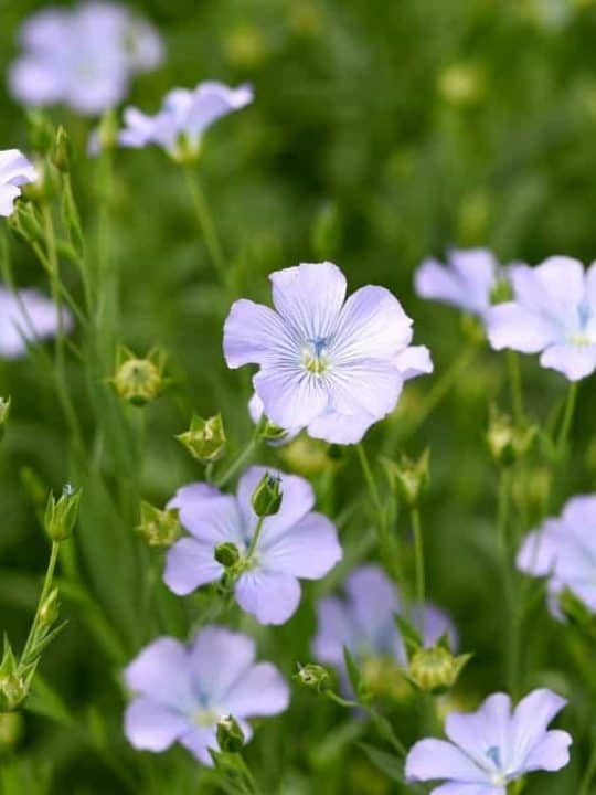 Tennessee Native Plants List: 12 Gorgeous Garden Flowers