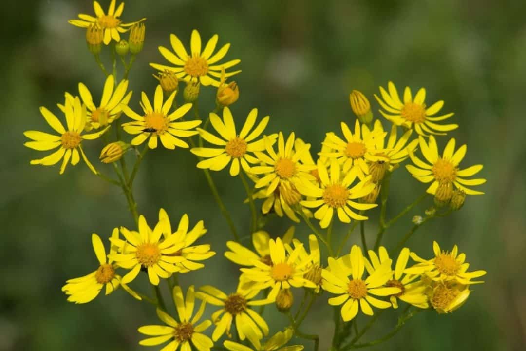 Pennsylvania Native Plants List: 17 Amazing Flowers For Your Garden