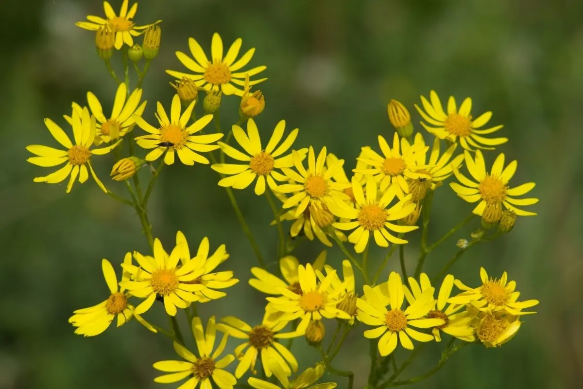 Pennsylvania Native Plants List: 17 Amazing Flowers For Your Garden
