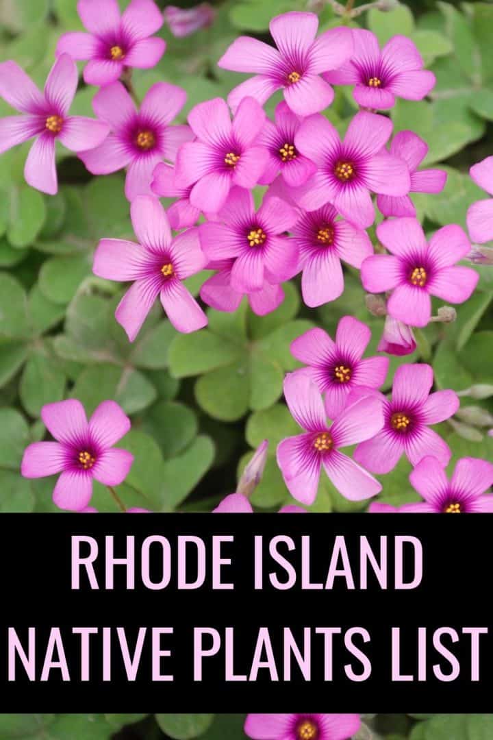 Rhode Island Native Plants List: 16 Beautiful Blooms For Your Garden