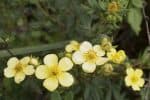 Vermont Native Plants List: 16 Stunning Garden Choices