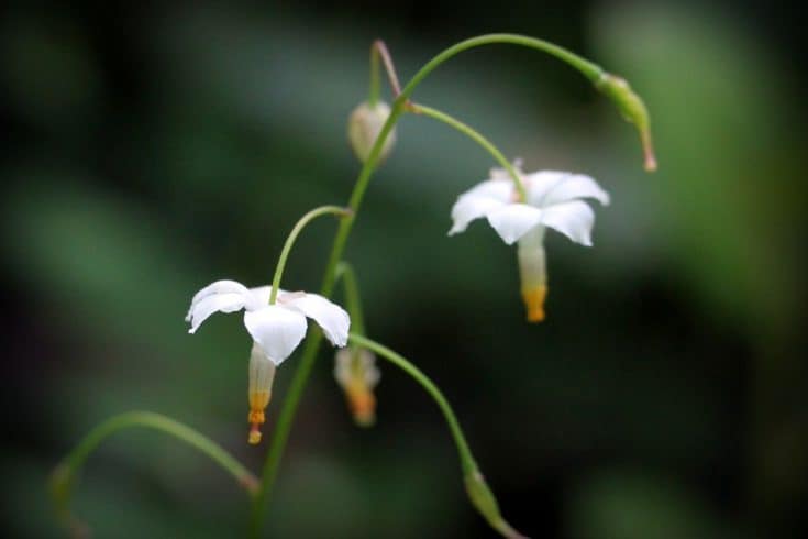 Oregon Native Plants List: 14 Perfect Pacific Northwest Flowers