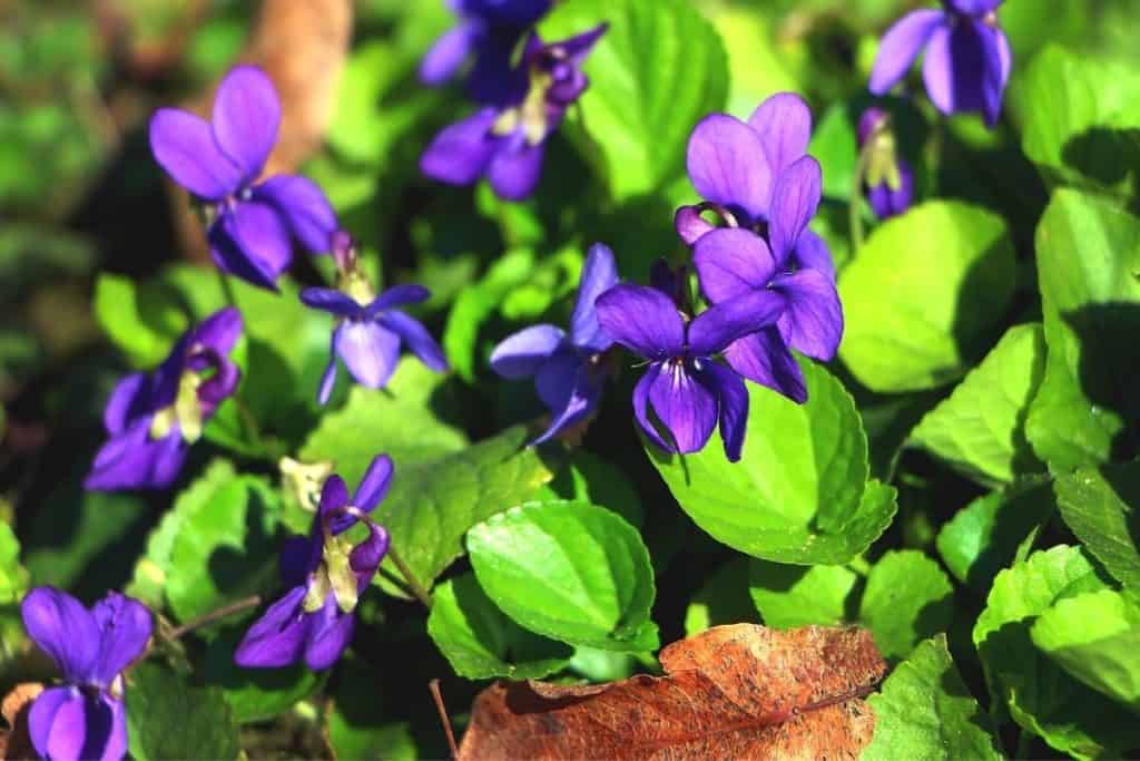 Oregon Native Plants List: 14 Perfect Pacific Northwest Flowers