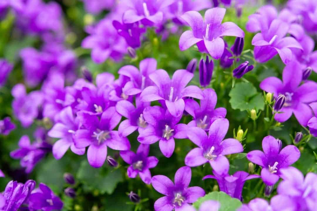 Vermont Native Plants List: 16 Stunning Garden Choices