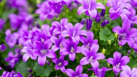 Vermont Native Plants List: 16 Stunning Garden Choices