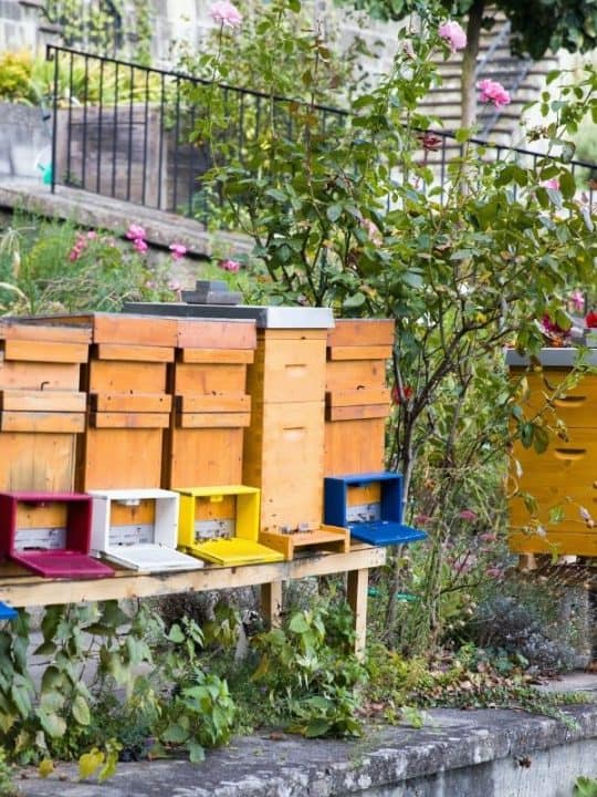 How Do You Waterproof A Beehive? A Quick Guide To Extending Your Hives ...
