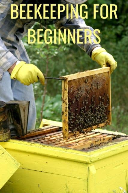 Beekeeping For Beginners - Everything You Need To Know To Start Raising ...