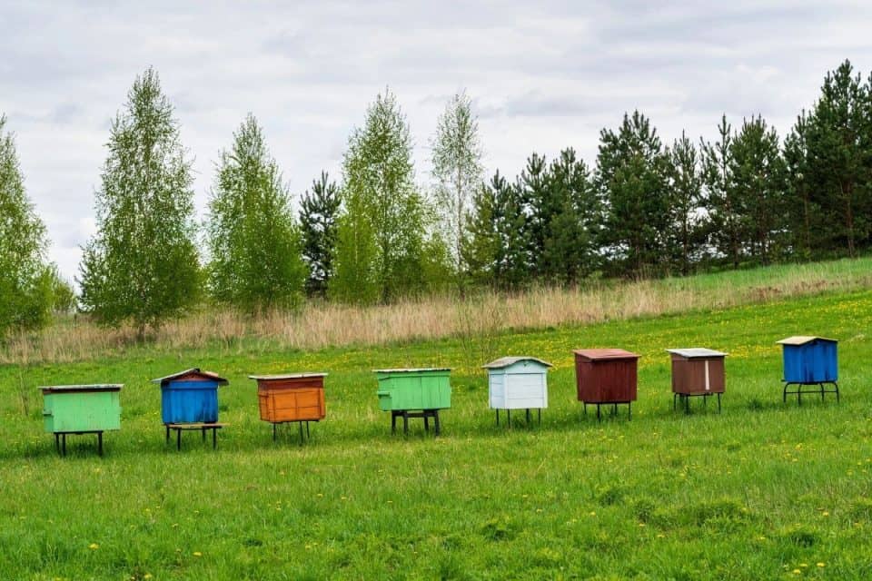 Best Coating For A Beehive - Painting Your Hive For Added Protection