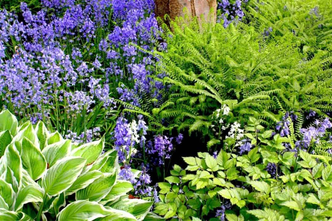 10 Woodland Shade Garden Ideas To Transform Your Tree-Filled Yard