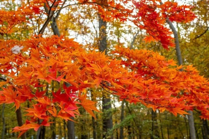 Best Places To See Fall Leaves On The East Coast