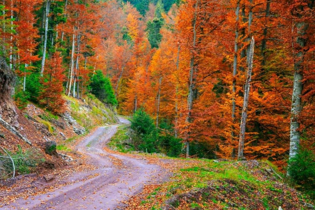 Best Places To See Fall Leaves On The East Coast