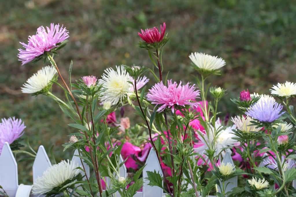 South Carolina Native Plants List: 15 Stunning Landscape Perennials