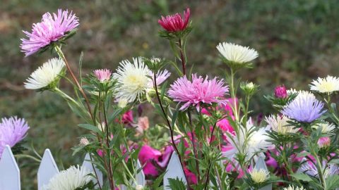 South Carolina Native Plants List: 15 Stunning Landscape Perennials
