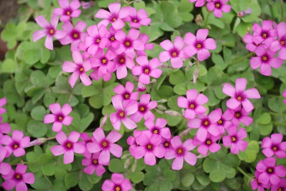 Rhode Island Native Plants List: 16 Beautiful Blooms For Your Garden