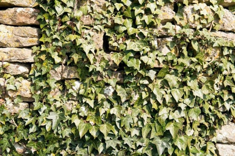 How To Get Rid Of English Ivy Naturally & Why You Should