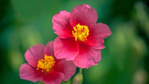 Oregon Native Plants List: 14 Perfect Pacific Northwest Flowers