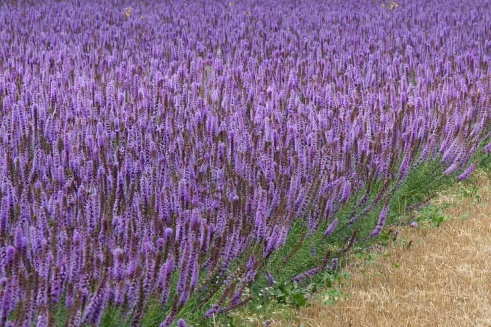 Wyoming Native Plants List: 21 Charming Wildflowers For Landscaping
