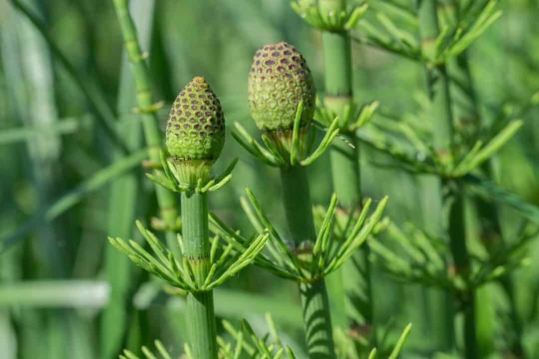 Alaska Native Plants List: 8 Cold Tolerant Flowers You'll Love