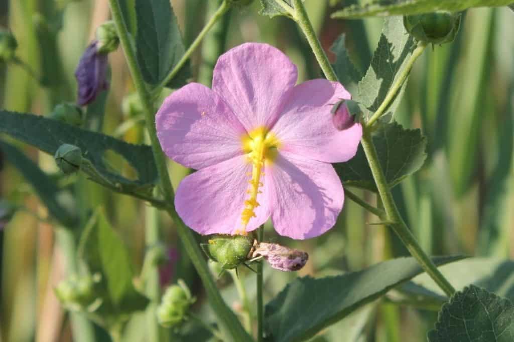 Virginia Native Plants List: 14 Pretty Blooming Garden Flowers
