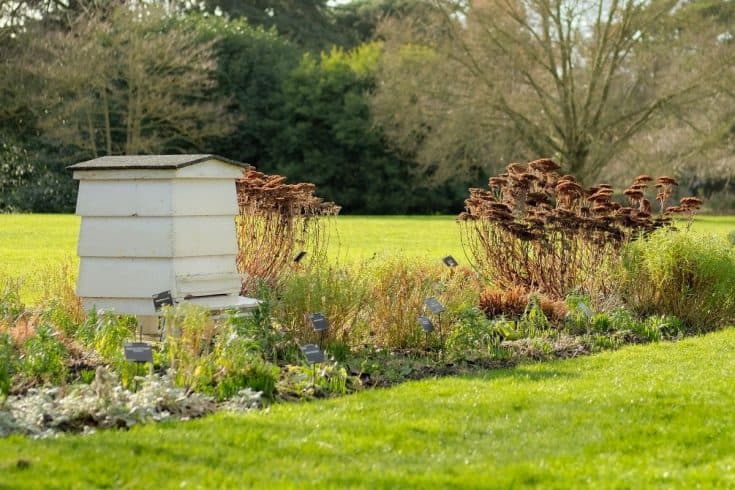 Which Direction Should A Beehive Face?