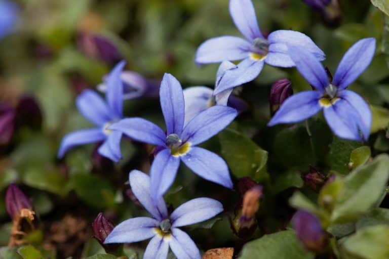 Kentucky Native Plants List: 8 Low Maintenance Ideas For Your KY Landscape