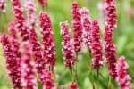 Washington Native Plants List: 16 Beautiful Blooming Garden Flowers