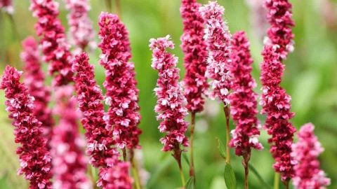 Washington Native Plants List: 16 Beautiful Blooming Garden Flowers