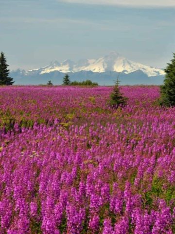 West Virginia Native Plants List: 19 Stunning Flowers For Your Landscape