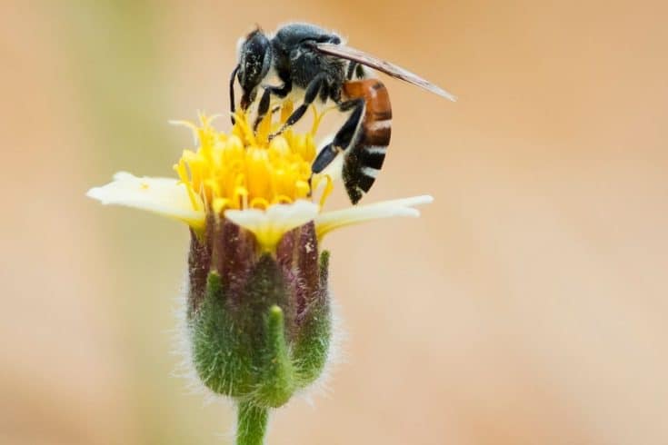 What Time Do Bees Wake Up? And Why You Should Care