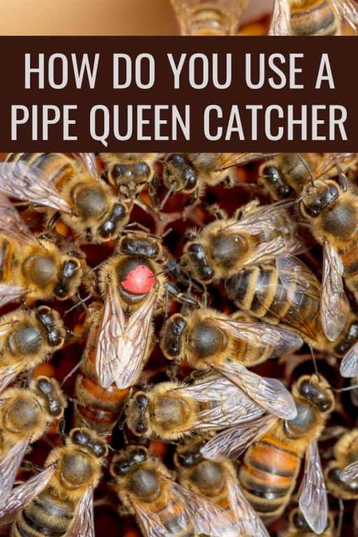 How Do You Use A Pipe Queen Catcher?