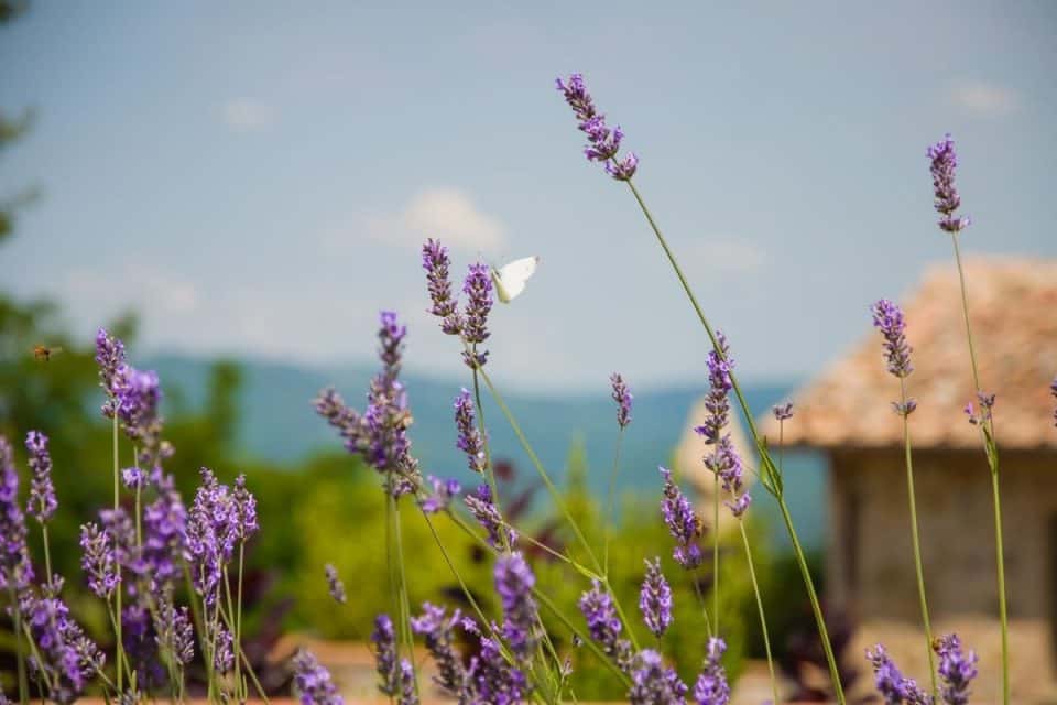 Landscaping With Native Plants To Help The Earth