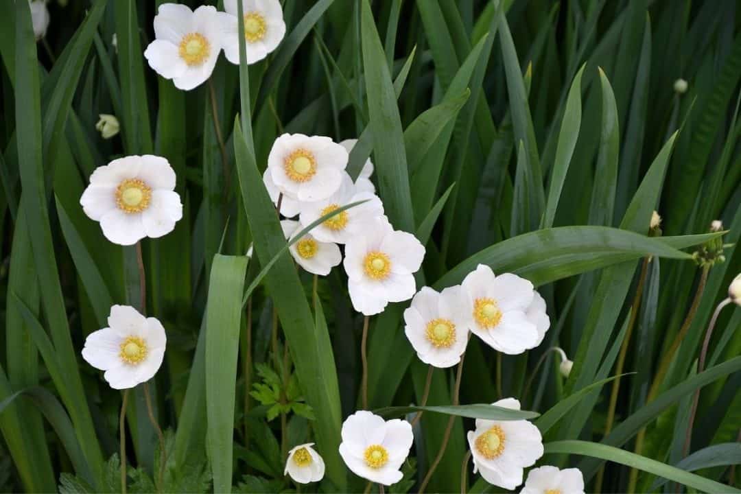 Alaska Native Plants List: 8 Cold Tolerant Flowers You'll Love