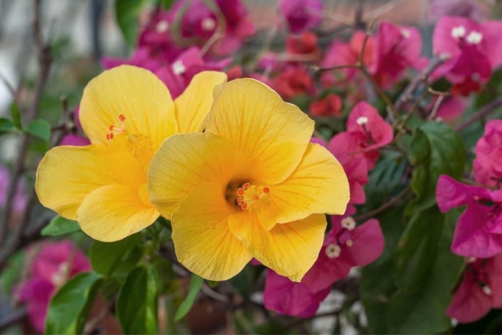 9 Tropical Garden Design Ideas For Warm And Cool Regions