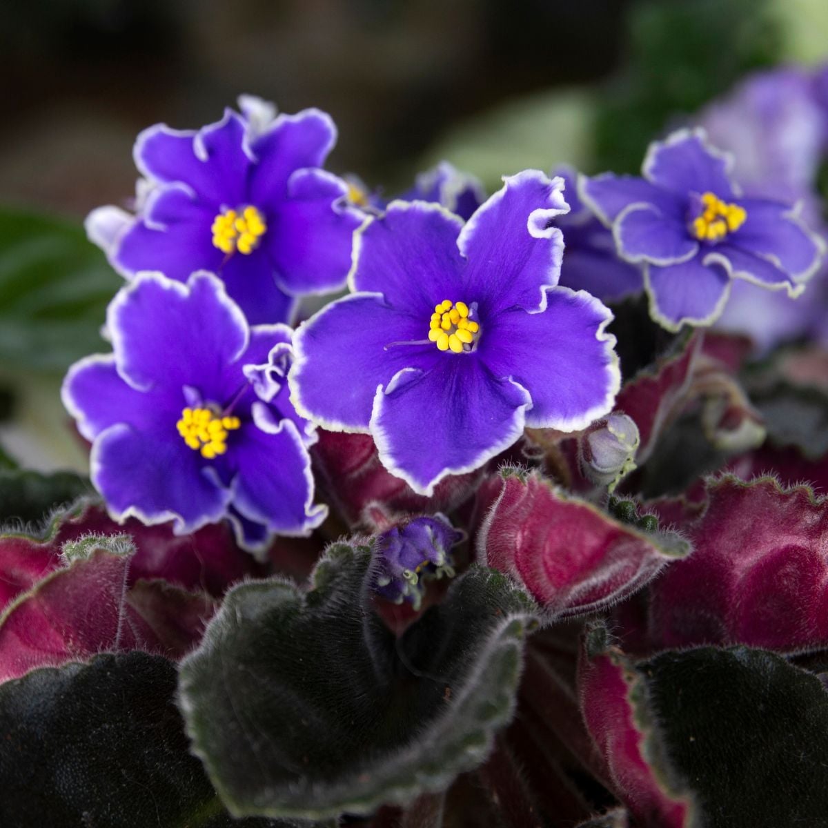 Are African Violets Poisonous To Cats?