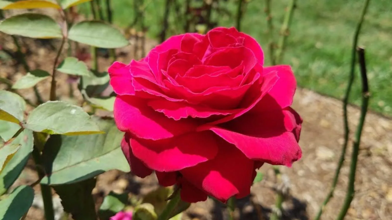 How To Grow Beautiful Roses - 10 Tips For Success (Pictures Too!)