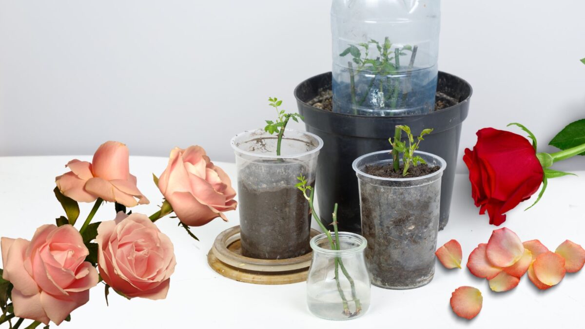 How To Grow Beautiful Roses - 10 Tips For Success (Pictures Too!)