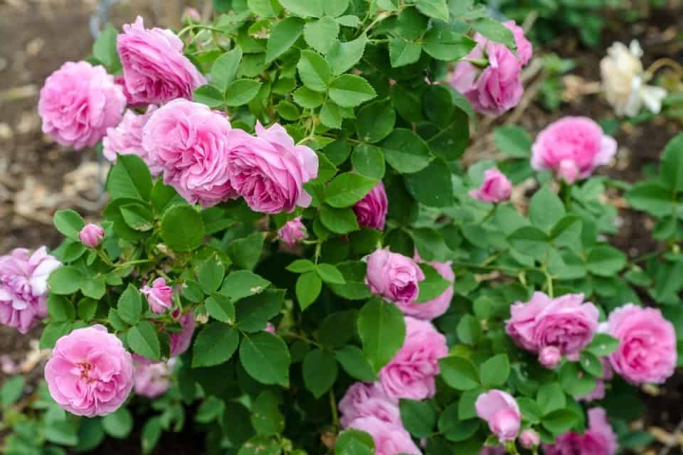 A Simple Guide To Types Of Roses (22 Must-Have Rose Flowers)