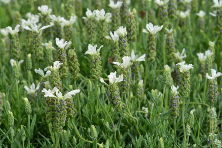 Different Types Of Lavender {With Pictures} And Fun Ways To Use Them