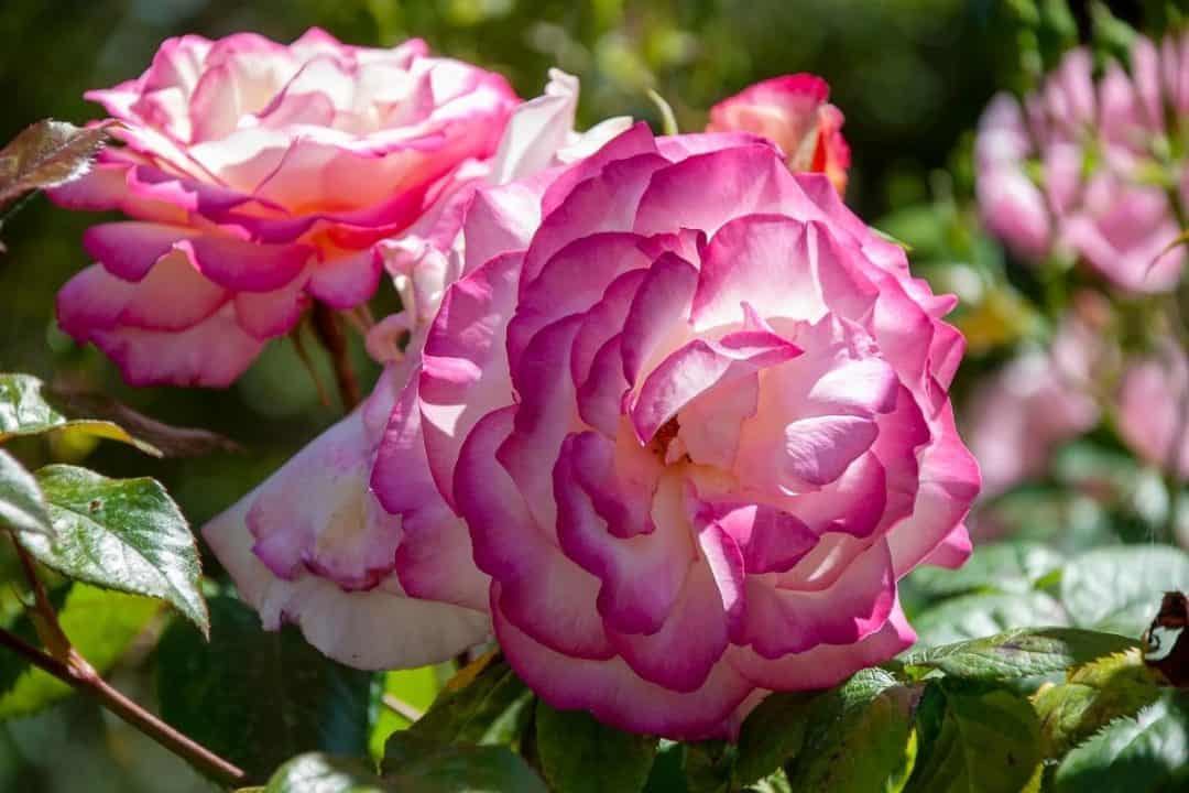 A Simple Guide To Types Of Roses (22 Must-Have Rose Flowers)