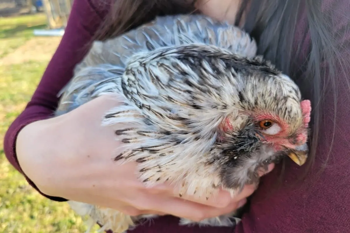 7 Respiratory Diseases In Chickens And What To Do When Your Chickens ...