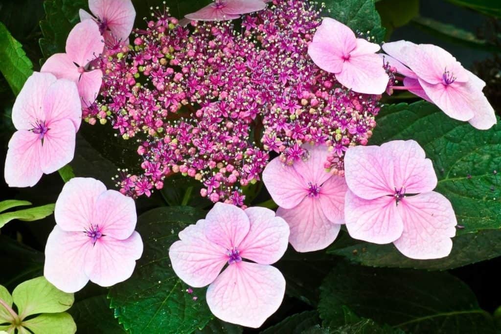 The 6 Most Popular Types Of Hydrangeas To Choose For Your Garden