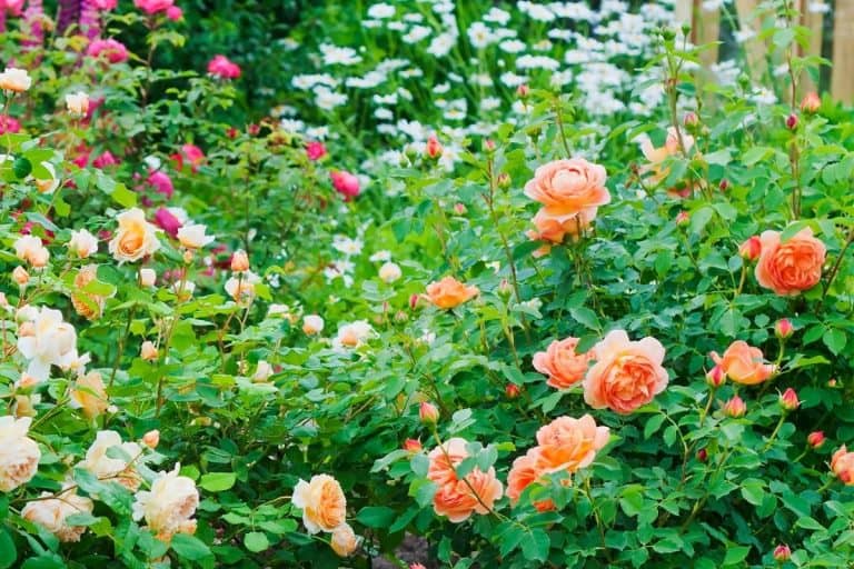 A Simple Guide To Types Of Roses (22 Must-Have Rose Flowers)